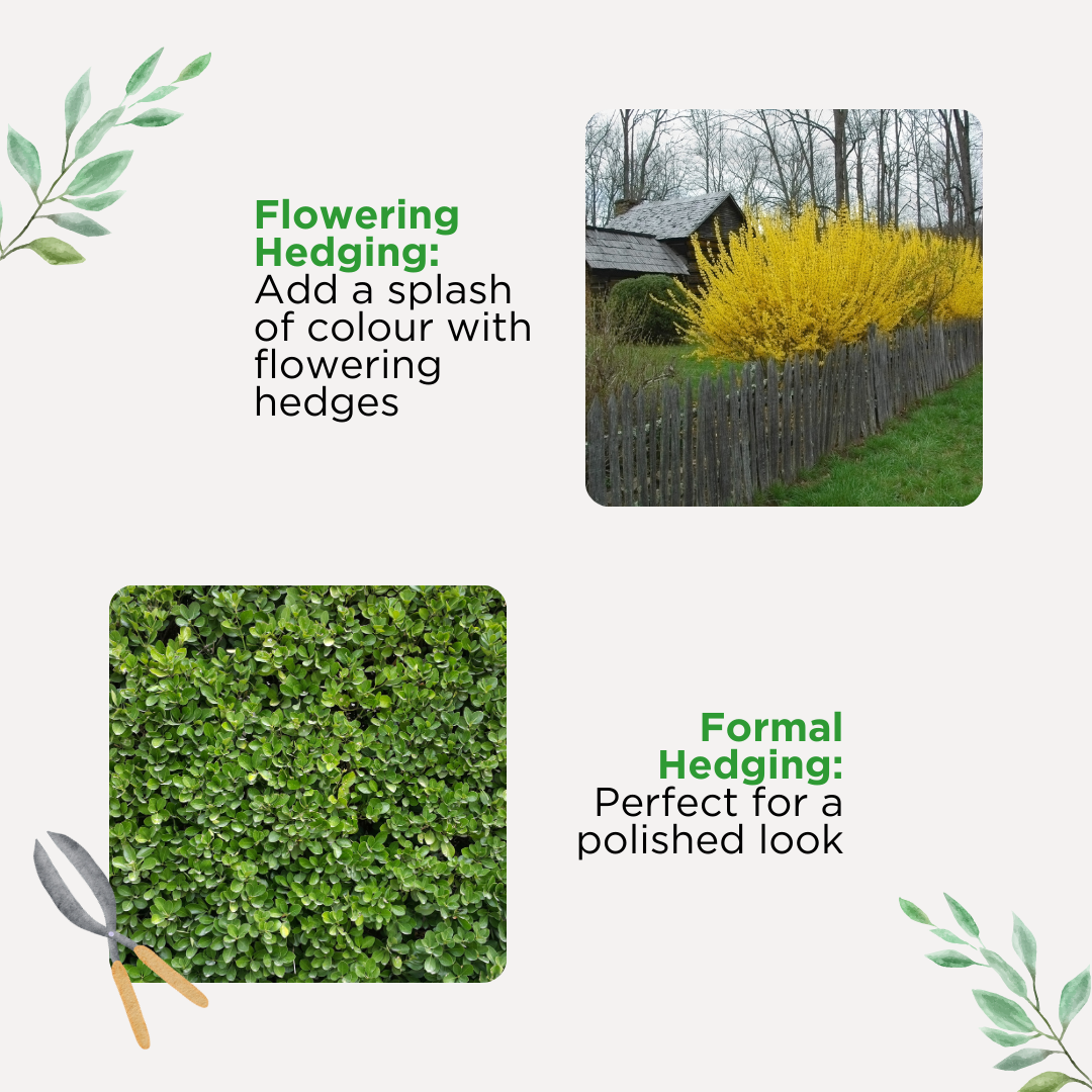Types of Hedging: Find the Perfect Fit for Your Landscape | Sunnyside ...