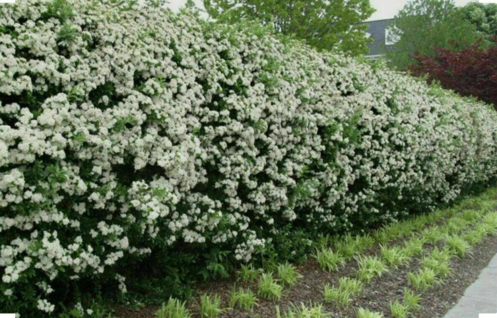 Hawthorn Hedging: 7 Reasons This Native Hedge Is Perfect for UK Gardens ...